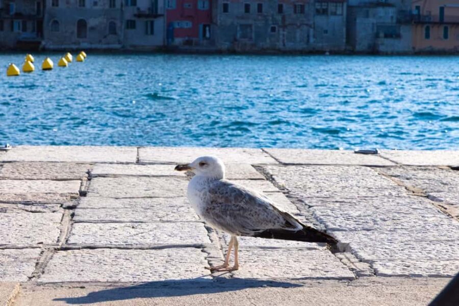 Rovinj: Guided Tour with Lunch & Transfer - The Experience from a Traveler’s Perspective