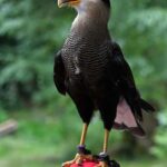 Ruhla: Ticket for a flight show with eagles, owls, and more. - Is It Worth the Cost?