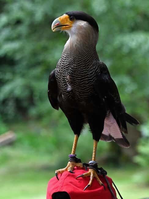 Ruhla: Ticket for a flight show with eagles, owls, and more. - Is It Worth the Cost?