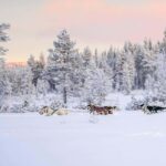 Ruka: Husky Ride and Farm Visit + Fireside Treats - The Sum Up