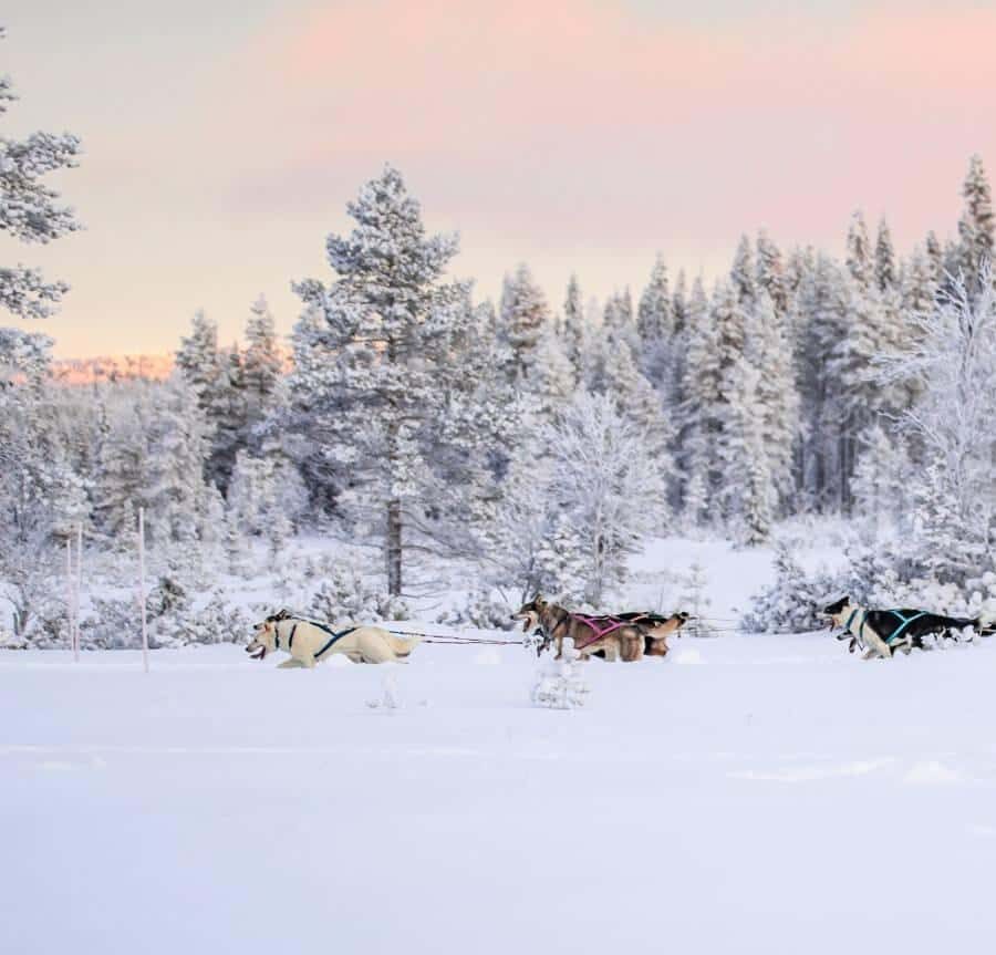 Ruka: Husky Ride and Farm Visit + Fireside Treats - The Sum Up