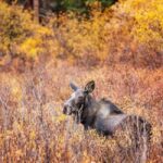 Sälen: Evening Moose Safari in the Forests - The Practical Side: Price, Duration, and Value