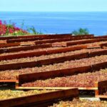 Salina: Wine Tasting & Brunch on Estate in Malfa - An In-Depth Look at the Salina Wine & Caper Experience