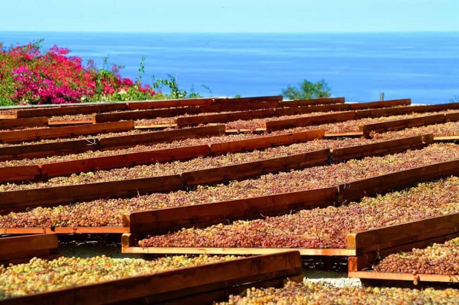 Salina: Wine Tasting & Brunch on Estate in Malfa - An In-Depth Look at the Salina Wine & Caper Experience