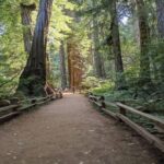 San Francisco: Full-Day City Tour w/ Muir Woods & Sausalito - The Sum Up