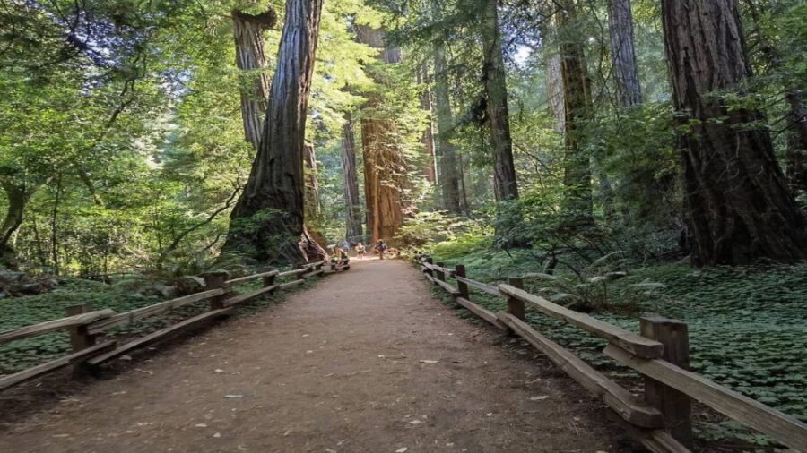 San Francisco: Full-Day City Tour w/ Muir Woods & Sausalito - The Sum Up