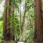 San Francisco: Muir Woods & Sausalito Tour with Ferry Option - Authentic Insights from Travelers