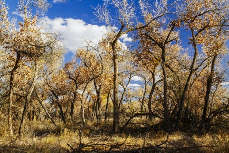 Santa Fe E-bike Adventure Half-Day Tour - What Makes This Tour Stand Out