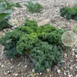 Santorini: Farm and Winery Guided Tour - Who Will Love This Tour?