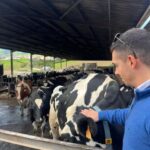São Miguel: Nordeste Tour with Cow Milking - Is This Tour Right for You?