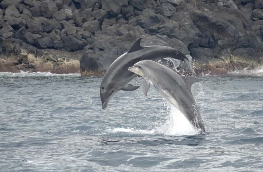 São Miguel: Whale Watching & Wild Dolphins Swimming Full-day - Why the Tour Makes Sense for Travelers