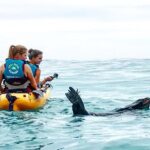 Seal Kayaking Adventure in Kaikoura - Key Points