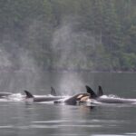 Seattle: Half-Day Wildlife and Whale Watching Cruise - Authentic Reviews and Insights