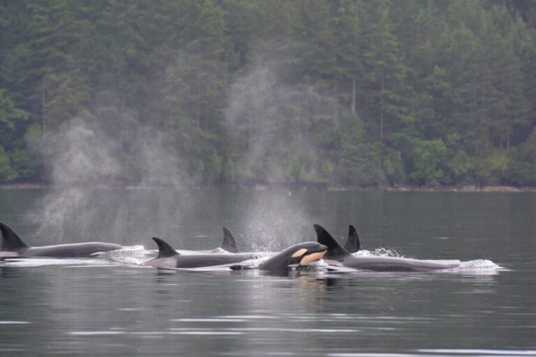 Seattle: Half-Day Wildlife and Whale Watching Cruise - Authentic Reviews and Insights