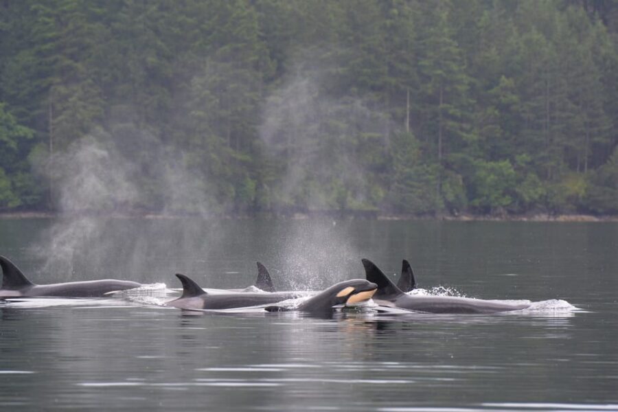 Seattle: Half-Day Wildlife and Whale Watching Cruise - Authentic Reviews and Insights