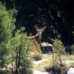 Sedona: PRIVATE Colorado Plateau Ascent Jeep (Hummer) Tour - What Youll Learn
