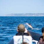 Sesimbra: Arrábida Dolphin and Whale Watching with Biologist - Who Should Consider This Tour?