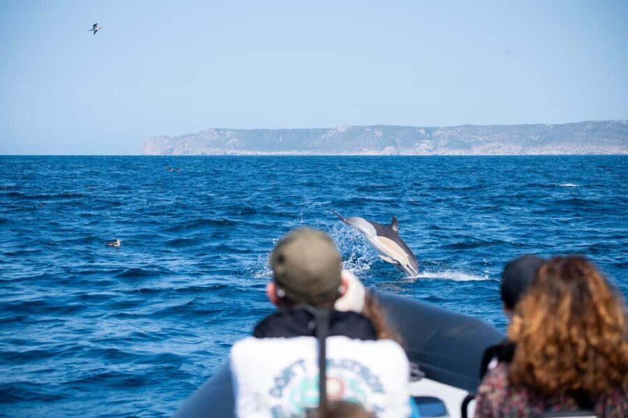Sesimbra: Arrábida Dolphin and Whale Watching with Biologist - Who Should Consider This Tour?