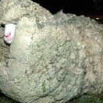 Sheep World Country Tour from Auckland - Final Thoughts: The Perfect Balance