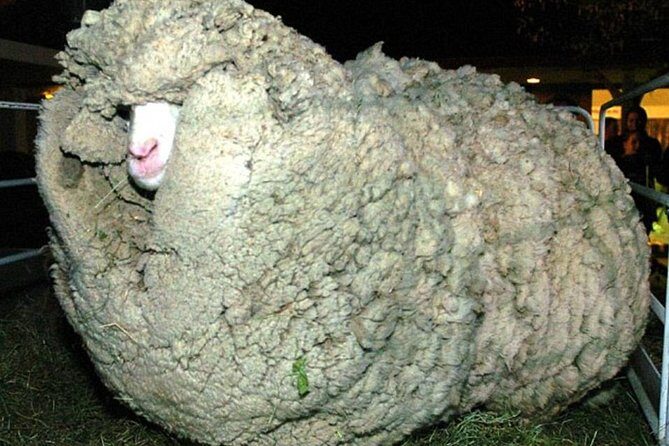 Sheep World Country Tour from Auckland - Final Thoughts: The Perfect Balance