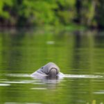 Silver Springs Manatee Kayaking Tour - What To Expect When You Book