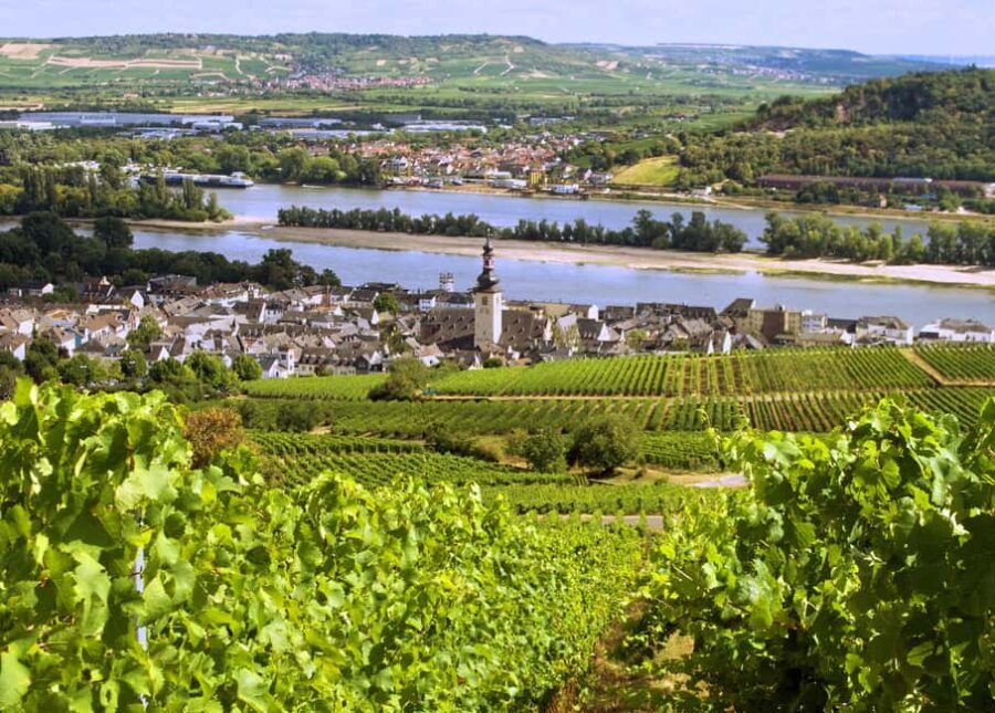 Sip Wine Along the Rhine - Grape Day out from Frankfurt - Vineyard Views and Photo Opportunities