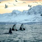 Skjervøy: Whale-Watching RIB Tour (No transfer from Tromso) - What Youll See and Experience