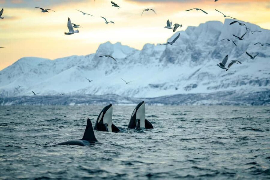 Skjervøy: Whale-Watching RIB Tour (No transfer from Tromso) - What Youll See and Experience