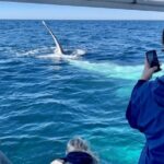 Small Boat Whale Watching Tour in Gold Coast - The Experience of Getting Close: What You Can Expect