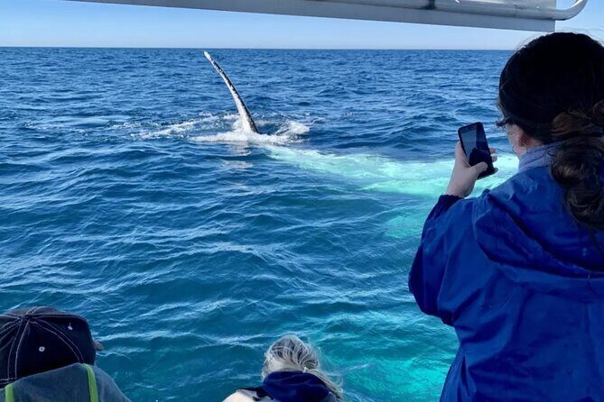 Small Boat Whale Watching Tour in Gold Coast - The Experience of Getting Close: What You Can Expect