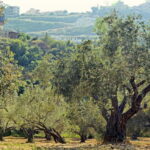 Small group- Exclusive Olive Oil & Wine Tour Mallorca - Final Thoughts: Who Will Appreciate This?