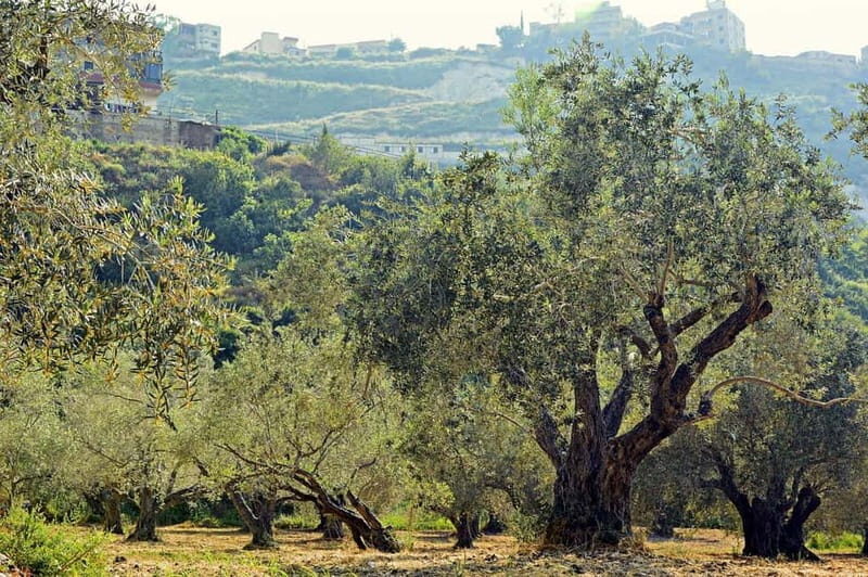 Small group- Exclusive Olive Oil & Wine Tour Mallorca - Final Thoughts: Who Will Appreciate This?