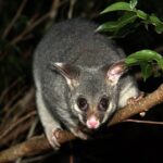 Small Group Kangaroo Island Evening and Night Tour - Final Thoughts