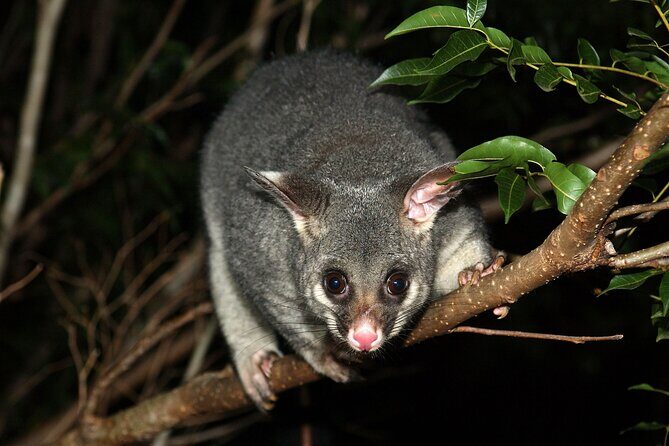 Small Group Kangaroo Island Evening and Night Tour - Final Thoughts