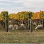 Small group - Napier, Wine, Beer & Cider Tour - 5.0 - 5.5 hours - The Balance of Experience and Practicalities