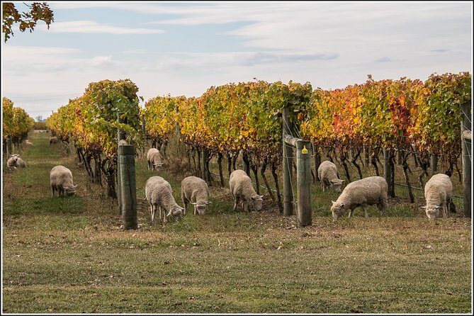 Small group - Napier, Wine, Beer & Cider Tour - 5.0 - 5.5 hours - The Balance of Experience and Practicalities