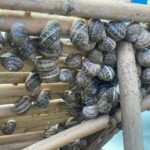 Snail and olive farm tour with table olives & homemade sweet - What to Expect on the Tour