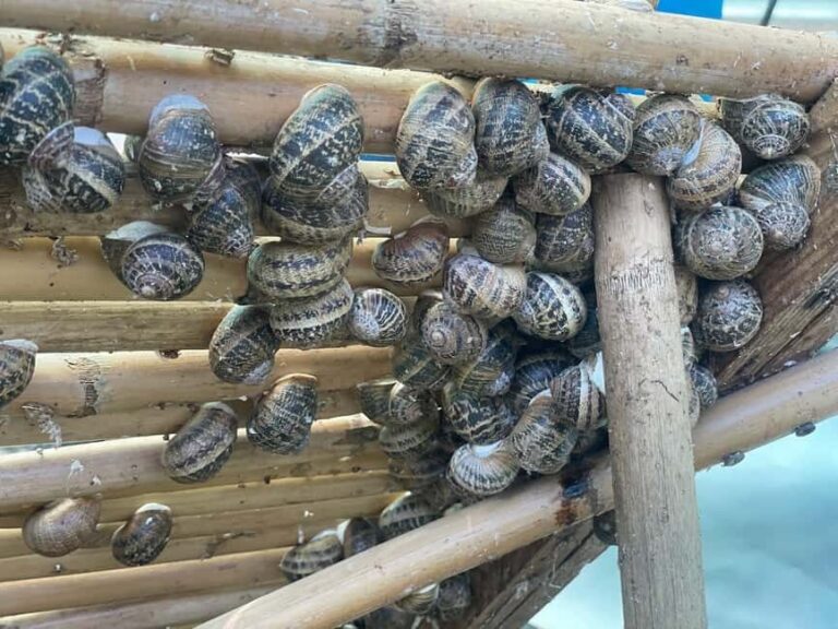 Snail and olive farm tour with table olives & homemade sweet - What to Expect on the Tour