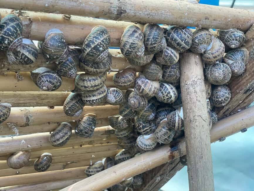 Snail and olive farm tour with table olives & homemade sweet - What to Expect on the Tour