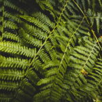 Snoqualmie, Twin Falls & Ancient Forest (Transport Included) - An In-Depth Look at the Tour Experience