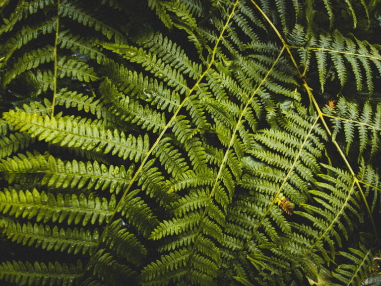 Snoqualmie, Twin Falls & Ancient Forest (Transport Included) - An In-Depth Look at the Tour Experience