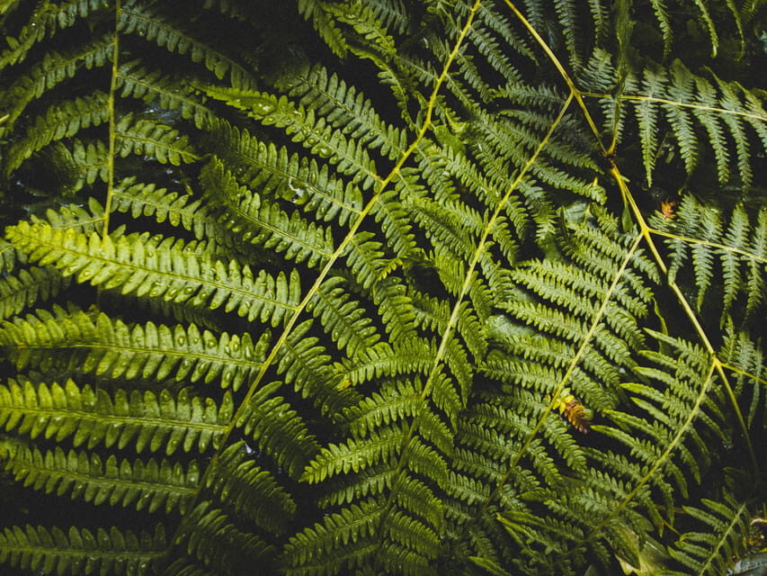 Snoqualmie, Twin Falls & Ancient Forest (Transport Included) - An In-Depth Look at the Tour Experience