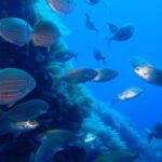 Snorkeling guided tours for tha all family! - Why This Tour Offers Good Value