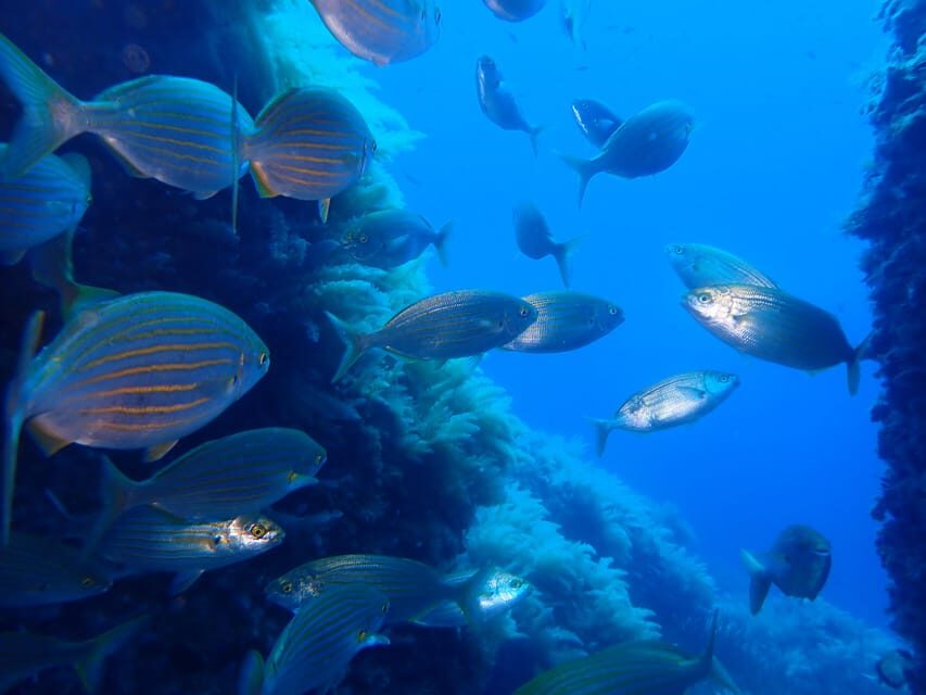 Snorkeling guided tours for tha all family! - Why This Tour Offers Good Value