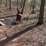 Söderåsens Nationalpark: 2,5h horse back ride - What to Expect During the Tour
