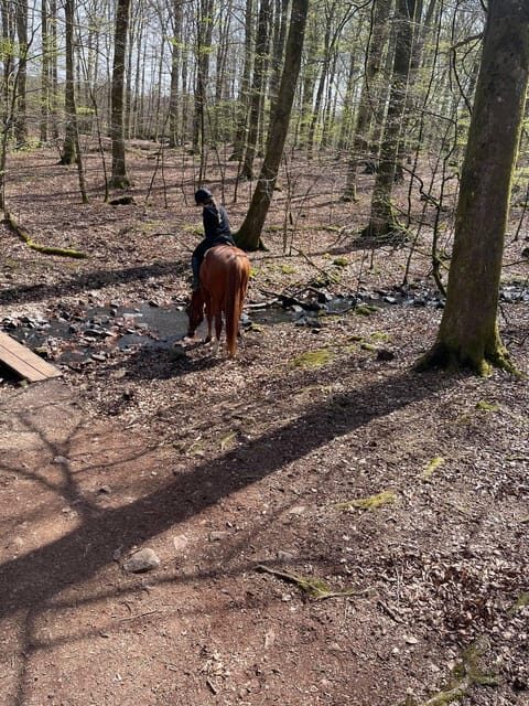 Söderåsens Nationalpark: 2,5h horse back ride - What to Expect During the Tour