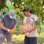 Sorrento: Lemon Tour with Limoncello Tasting - The Value of the Experience