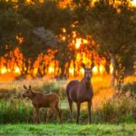 Sortland: Guided Arctic Moose Safari by Car - The Experience: A Walkthrough of the Moose Safari