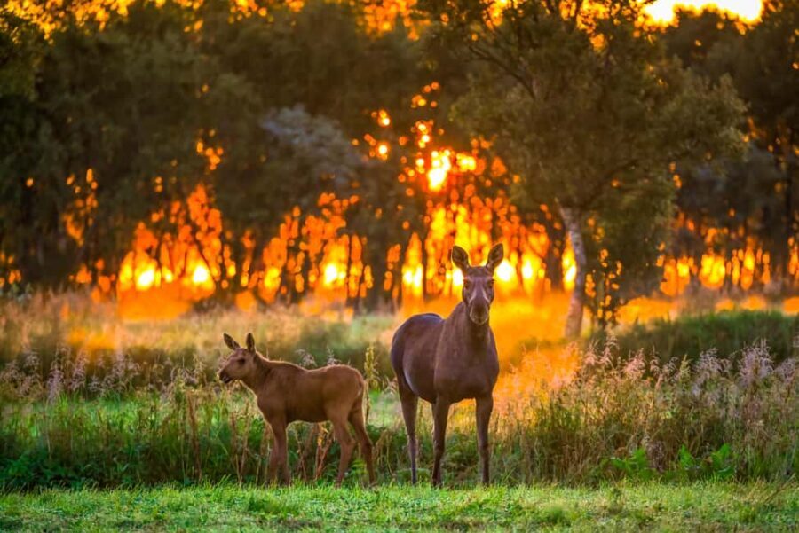 Sortland: Guided Arctic Moose Safari by Car - The Experience: A Walkthrough of the Moose Safari