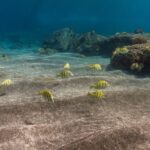 South Maui: Lanai Snorkel & Dolphin Watch from Maalaea - Analyzing the Value
